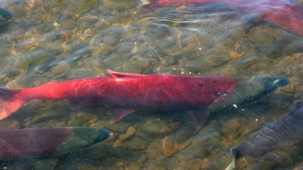 The definitive guide to buying fresh salmon – Yum Fryer