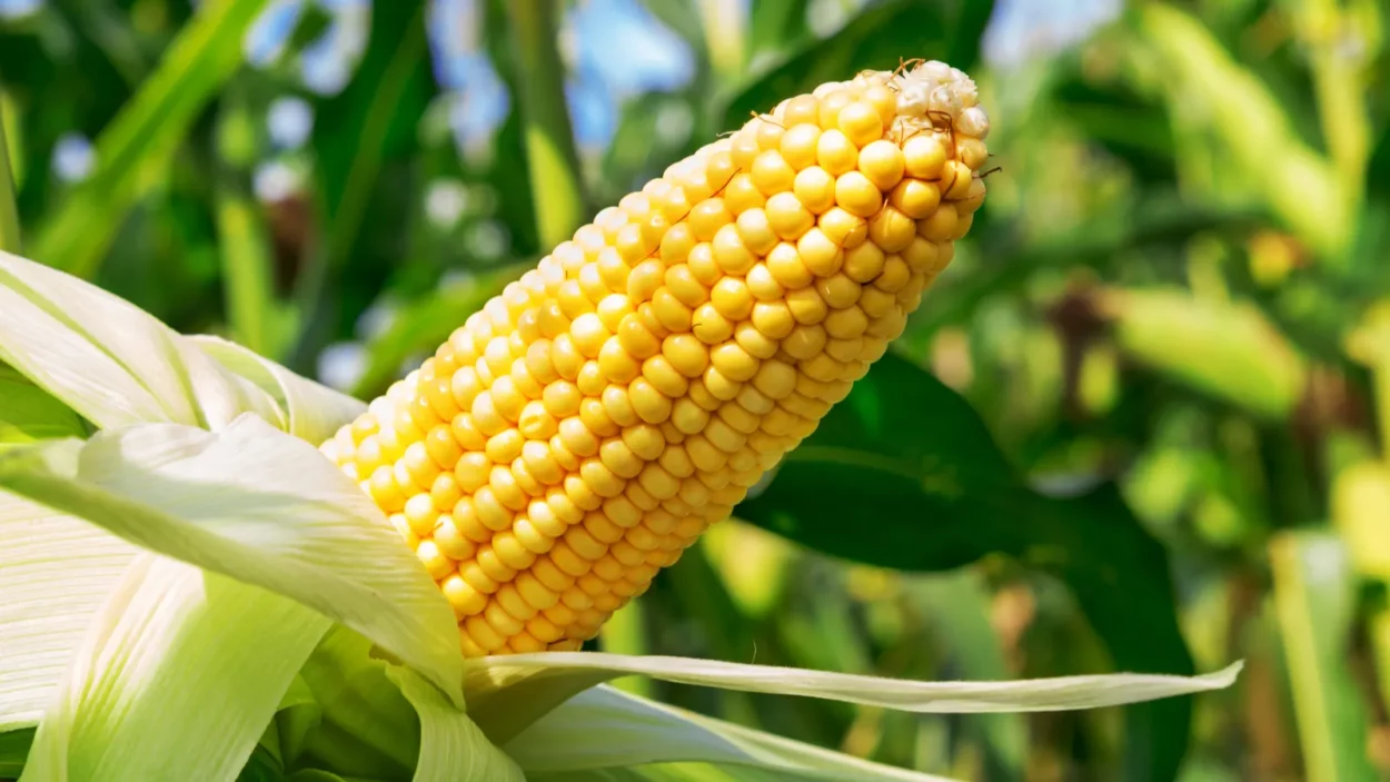 Yellow vs. white corn, what a farmer wants you to know – Yum Fryer