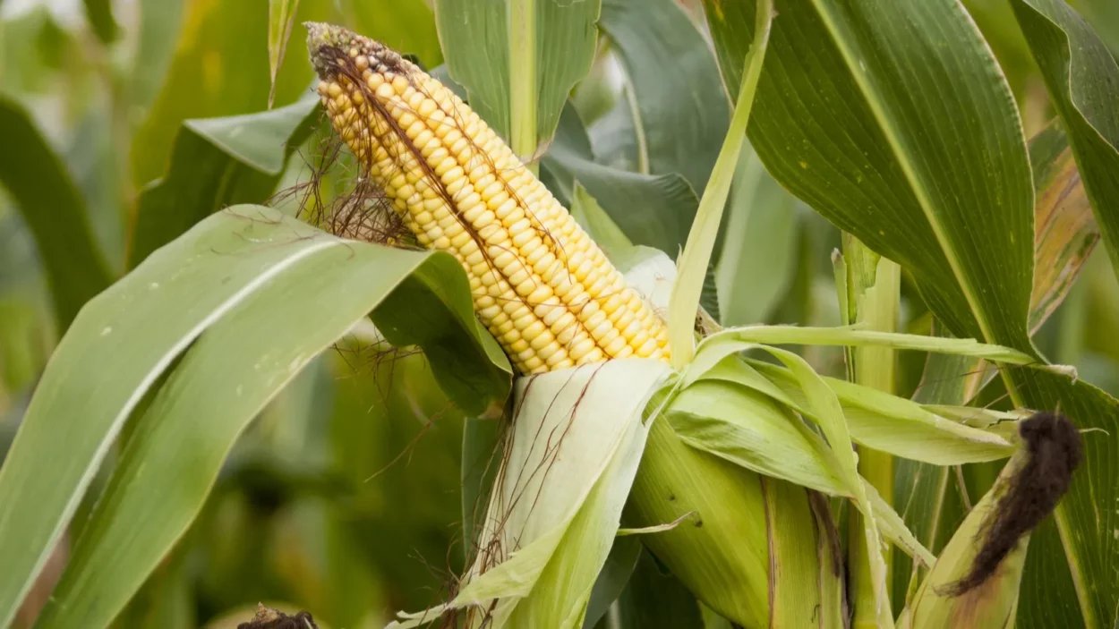 Yellow vs. white corn, what a farmer wants you to know – Yum Fryer