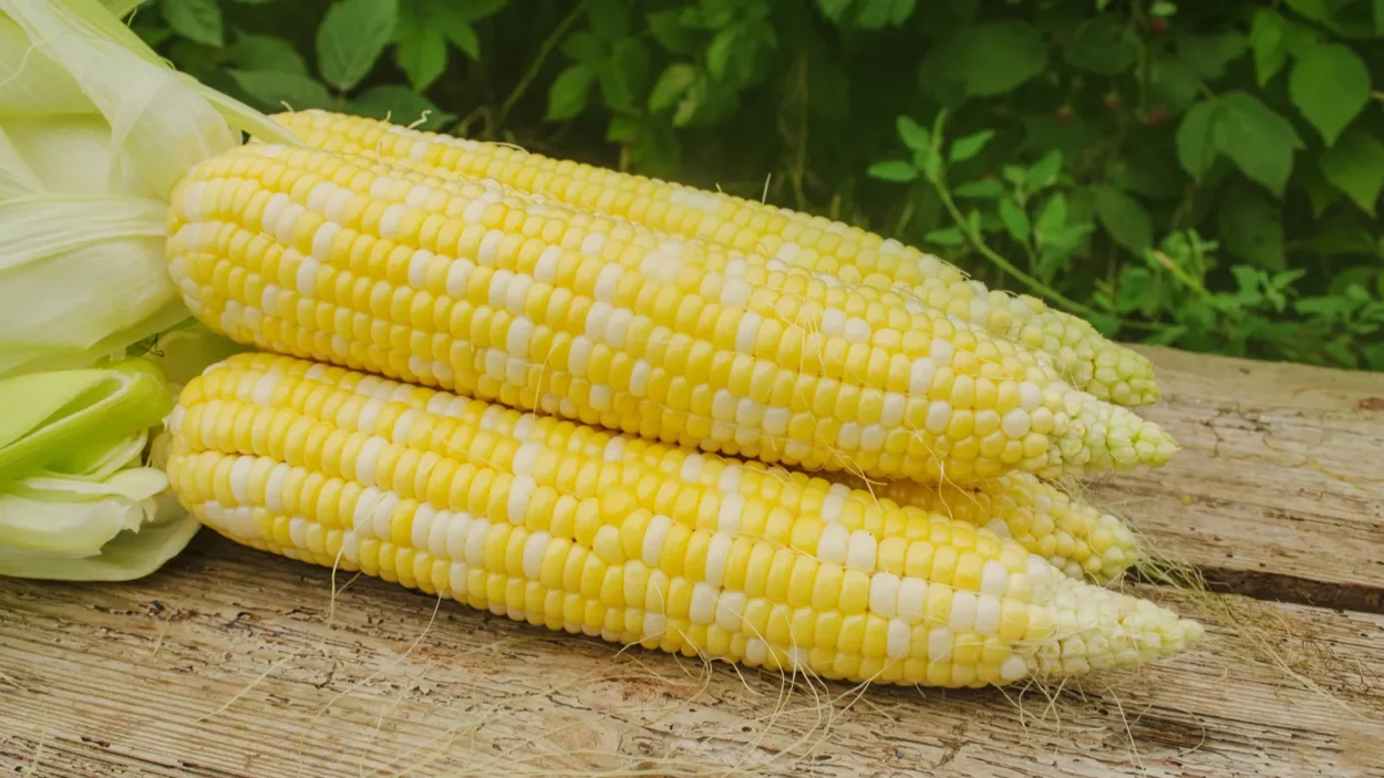 Yellow vs. white corn, what a farmer wants you to know – Yum Fryer